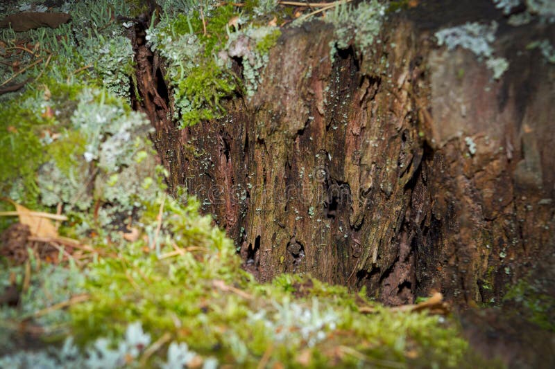 Dry Fallen Tree in the Forest. Background Texture Rotting Wood of an ...
