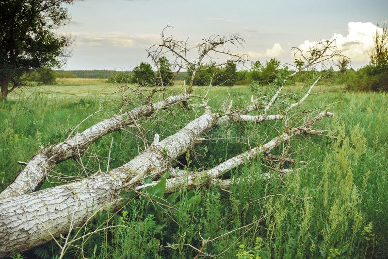 A dry, fallen tree stock photo. Image of tree, bright - 95146738