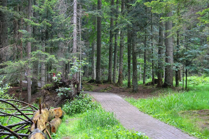 Dry Fallen Tree Near the Path Stock Photo - Image of field, plant: 86434496