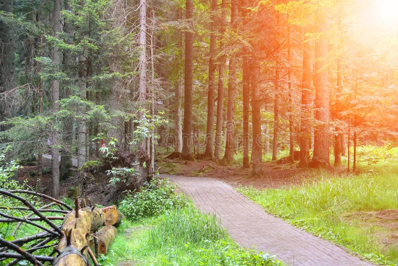 Dry Fallen Tree Near the Path in City Park Stock Image - Image of ...