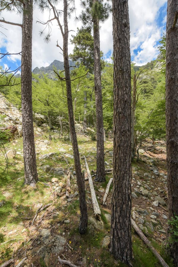 Dry Fallen Trees after a Storm. Stock Photo - Image of forestry, brown ...