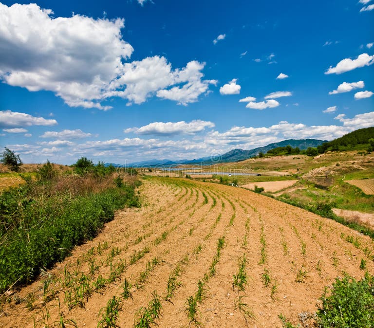 Dry farm field stock photo. Image of fresh, country, meadow - 38184132