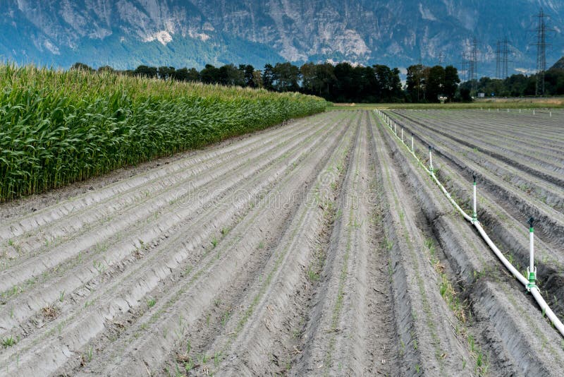 Dry Farm Fields with an Irrigation System and a Corn Field beside Stock ...