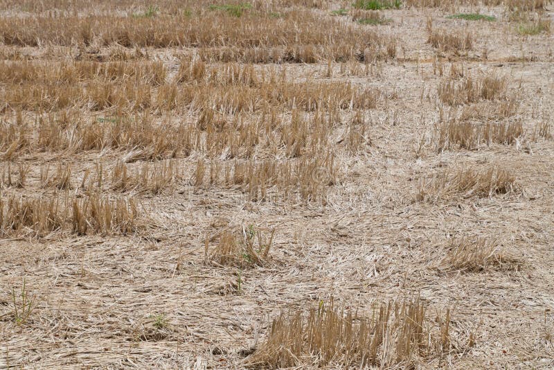 Dry farm fields stock photo. Image of agriculture, cloud - 43360838
