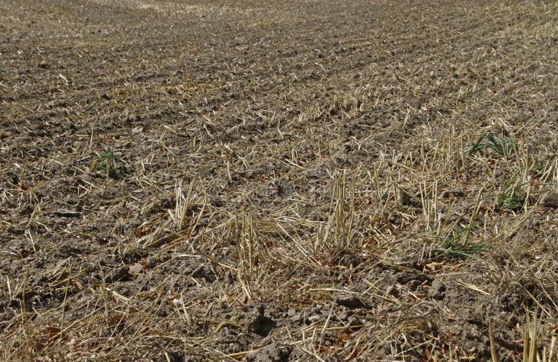 Dry Farm Land after Heat Wave Stock Photo - Image of field, agriculture ...