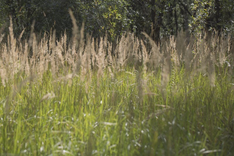 Dry feather grass stock photo. Image of golden, beautiful - 125473968