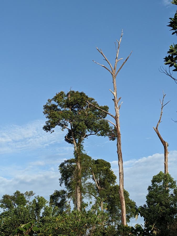 Dry and fertile trees stock image. Image of fertile - 322127601