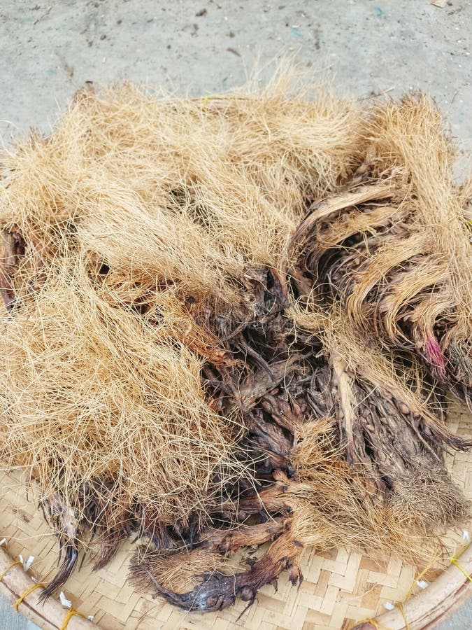 Dry fiber in palm bunches stock image. Image of plant - 284433281