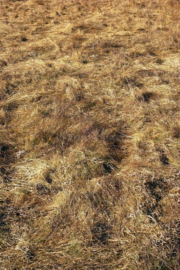 Dry field stock image. Image of nature, meadow, scorched - 18874335