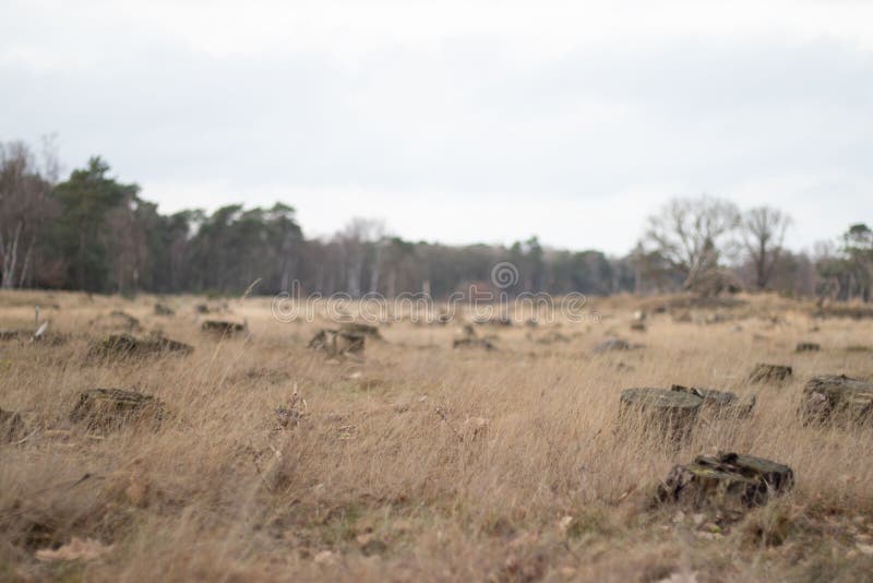 Dry Field with Cut Tree Stumps Stock Image - Image of view, scene ...