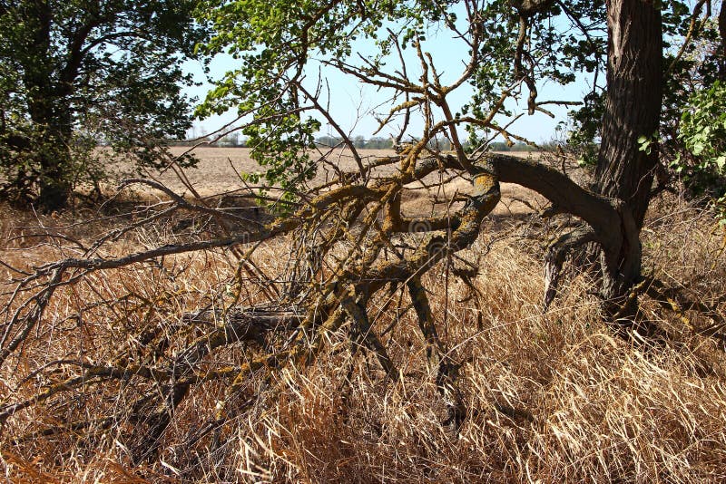 Dry Field Grass in the Autumn with Old Stump Stock Image - Image of ...