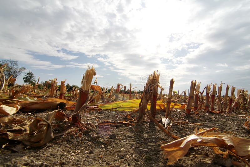 Dry field stock photo. Image of dead, desert, agriculture - 29973780