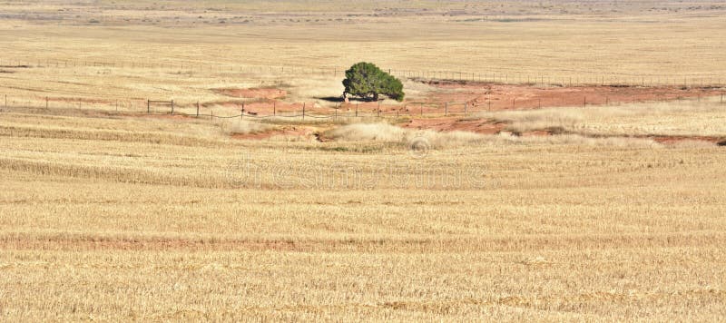 Dry field stock photo. Image of plain, commodity, grassland - 36312410