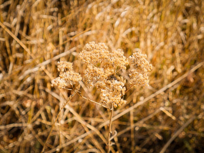 Dry Field Plants, Autumn stock image. Image of produce - 293385393