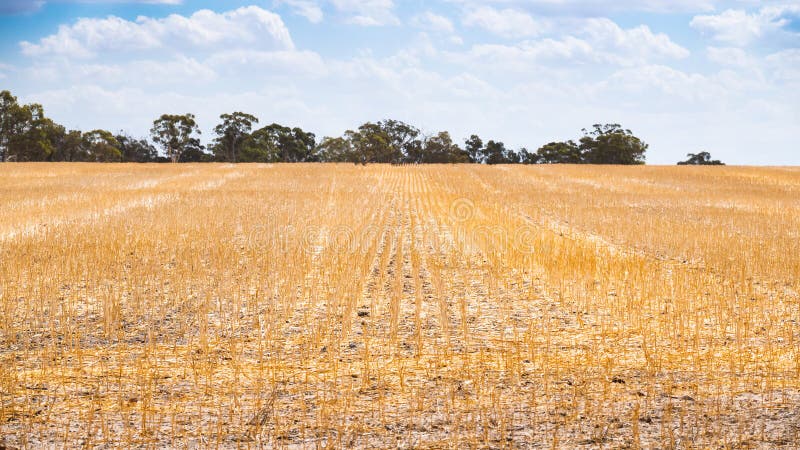 Dry Field in South Australia Stock Image - Image of landscape, copy ...