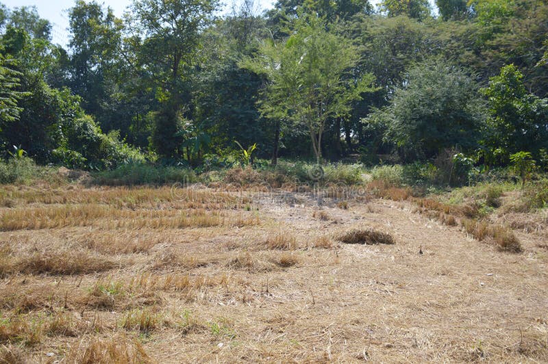 Dry Field of Straw on the Farm Stock Image - Image of plant, outdoor ...
