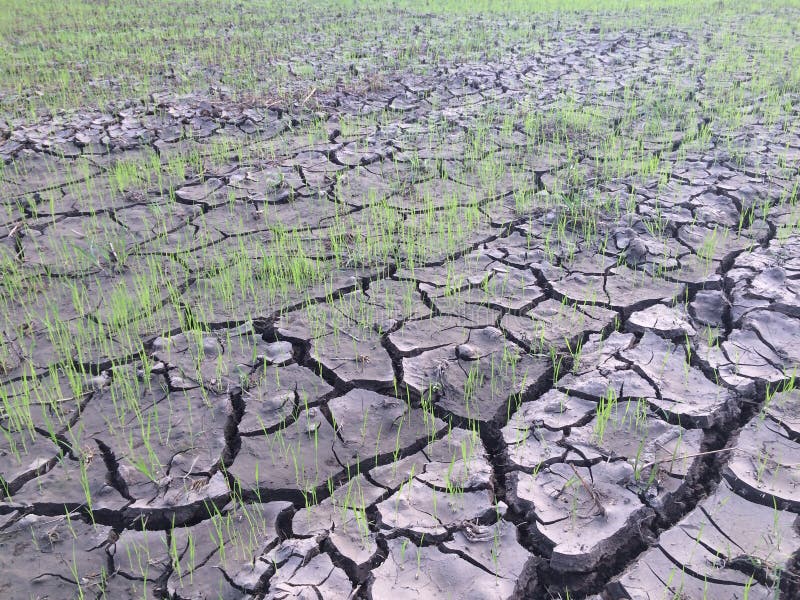 Dry field stock image. Image of thai, tropical, farmer - 70893215