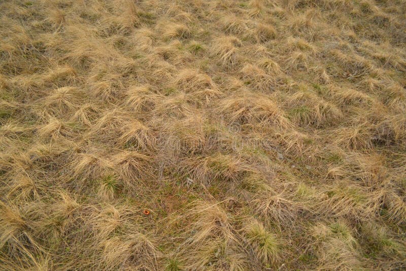 Dry field Texture stock photo. Image of disaster, people - 49585952