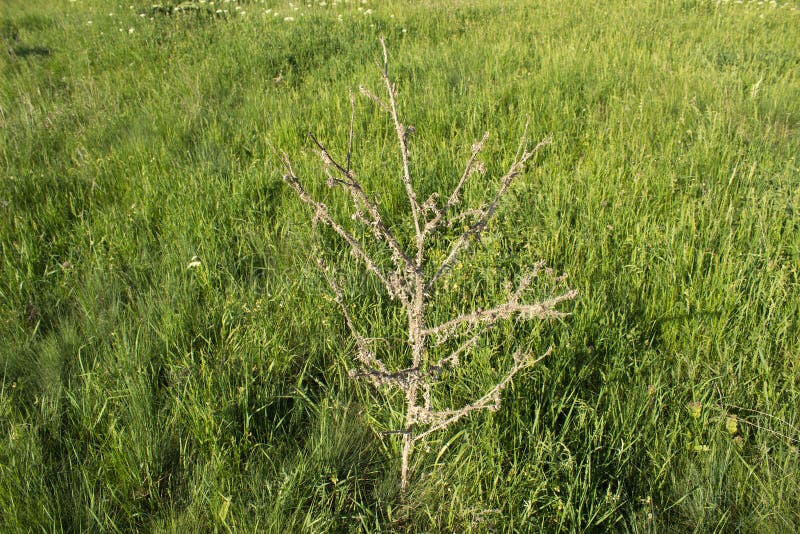 Dry field thorn stock photo. Image of agriculture, grass - 161013798