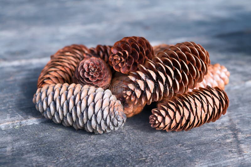 Dry Fir Cones on a Wooden Surface. Stock Image - Image of pine, natural ...