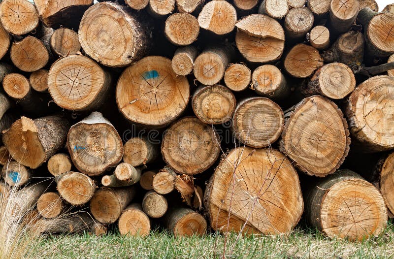 Dry firewood stock photo. Image of forest, timber, firewood - 273362870
