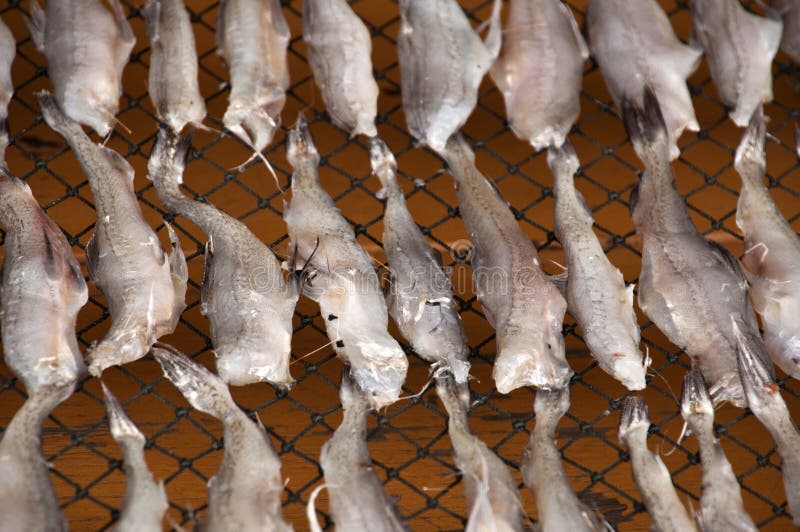 Dry fish 1 stock image. Image of ketam, processed, fish - 26262205
