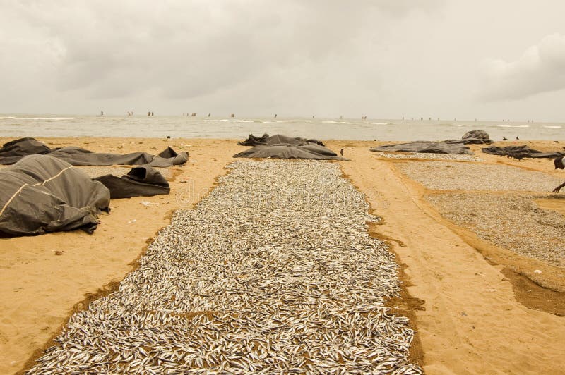 Dry fish stock image. Image of fish, seascape, port, export - 13372139