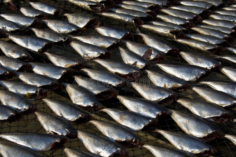 Dry fish stock image. Image of fishing, freshness, fish - 17153557