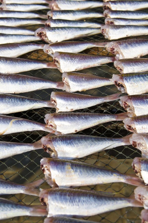 Dry fish stock image. Image of mollusk, fishing, isolated - 17153575