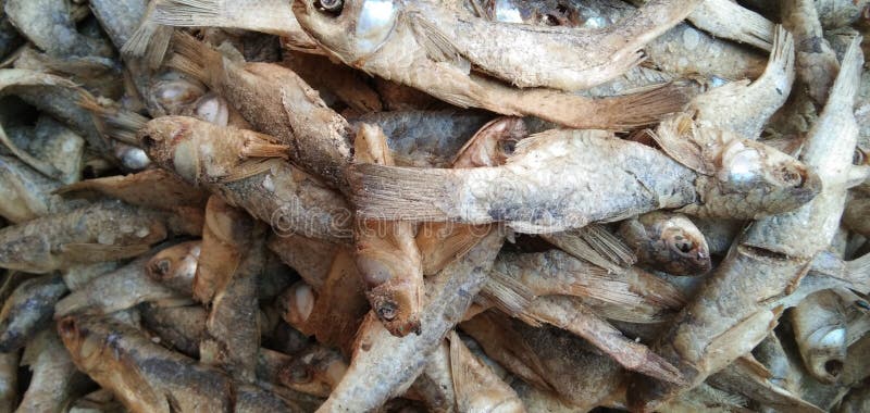 Dry fish 🐟 food 3 stock photo. Image of tree, wood, seafood - 217146214