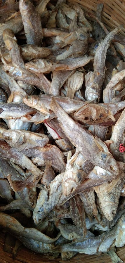 Dry Fish ðŸ Ÿ Snack and Testi Stock Image - Image of organism ...