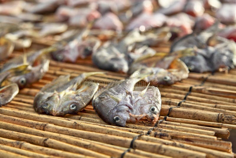 Dry fish stock image. Image of bamboo, nature, food, dead - 25928289
