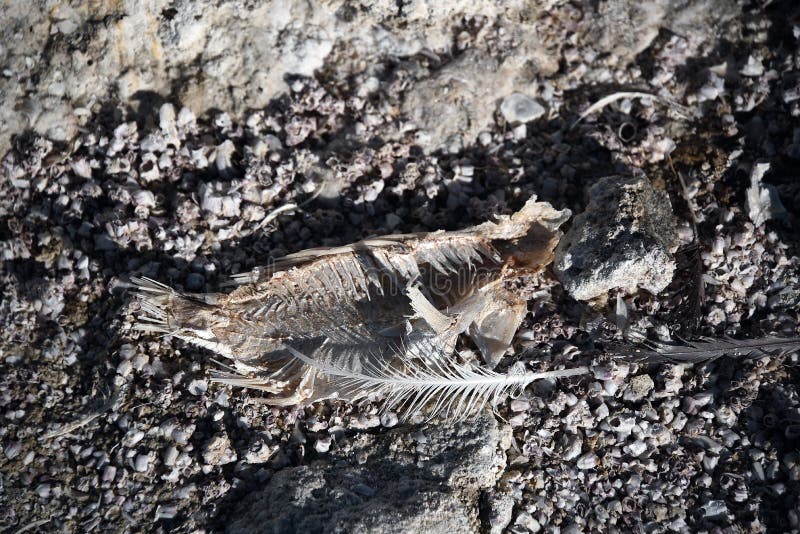 Dry Fish Bones and a Feather Stock Photo - Image of drought, danger ...