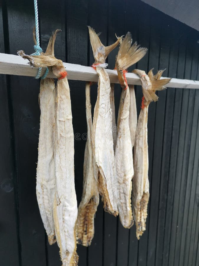Dry Fish, Conservation of a Fish Meat Drying in the Air, Faroe Islands ...