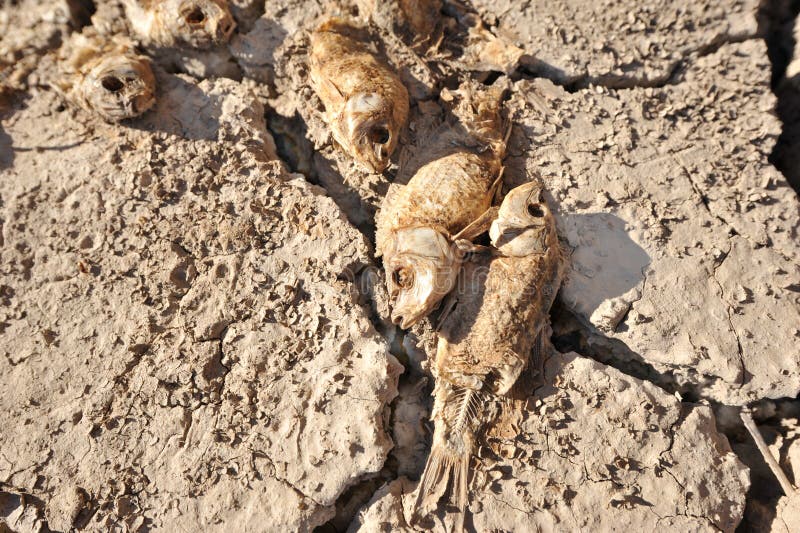 Dry fish on Desert Floor stock photo. Image of fish, death - 21470262