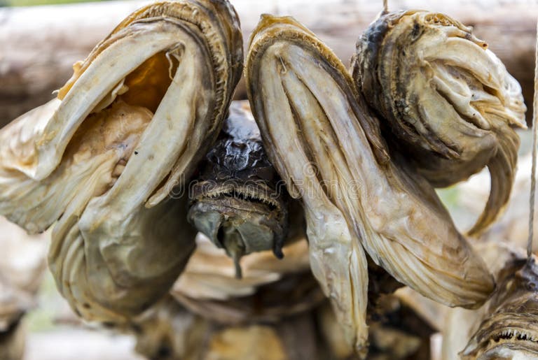 Dry fish heads stock image. Image of preserving, norway - 33583353