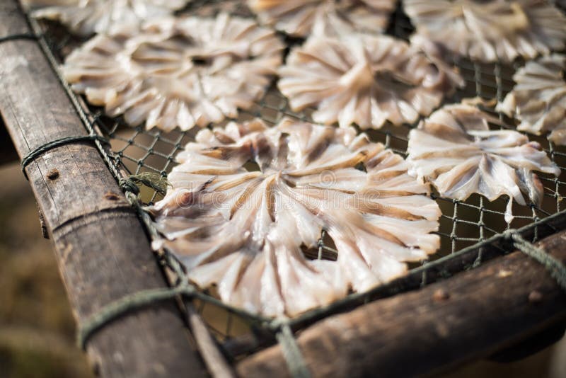 Dry fish 21 stock photo. Image of fish, fishes, meal - 83555090