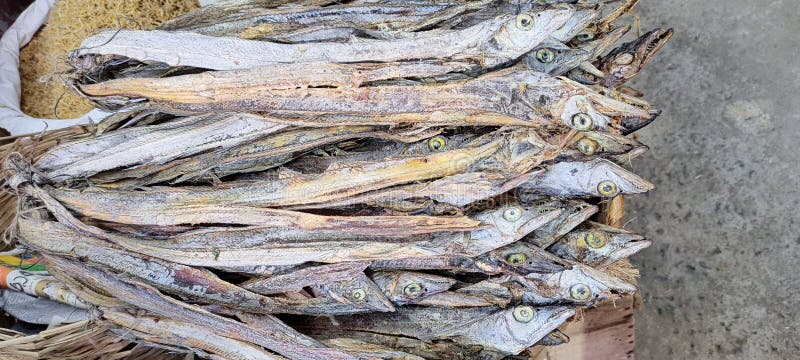 Dry fish long 3 stock photo. Image of geology, fish - 259072904