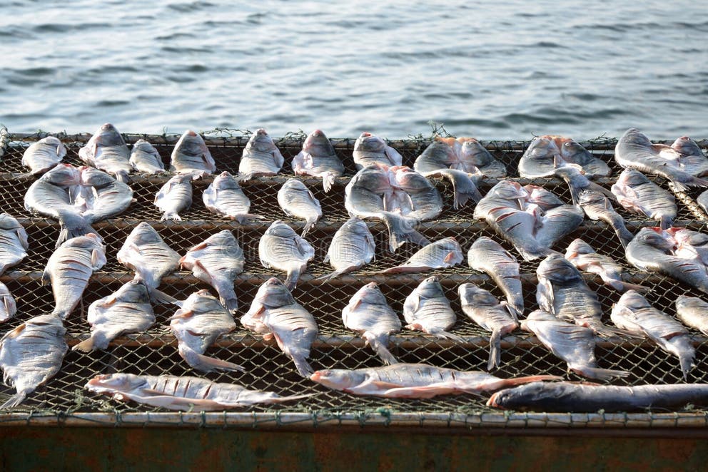 Dry fish stock photo. Image of chinese, carp, bask, fish - 39760354