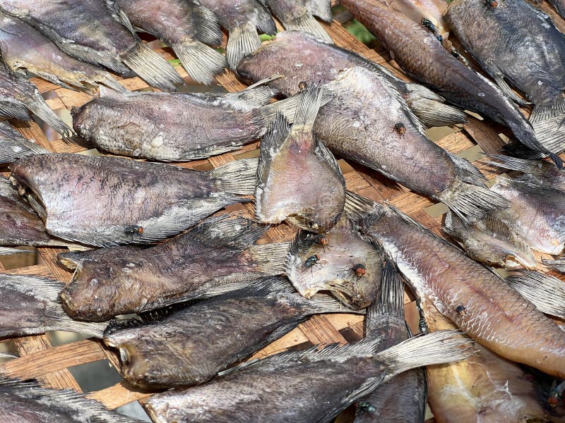 Dry fish in the market stock photo. Image of white, seafood - 317765768