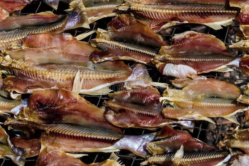 Dry fish on the net stock photo. Image of southeast, agriculture - 49198824
