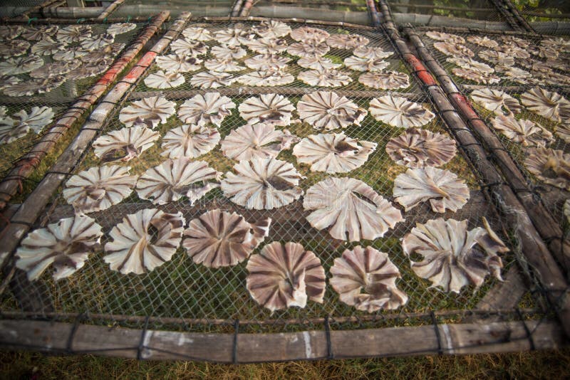 Dry fish stock image. Image of circle, cooking, lifestyle - 83546681