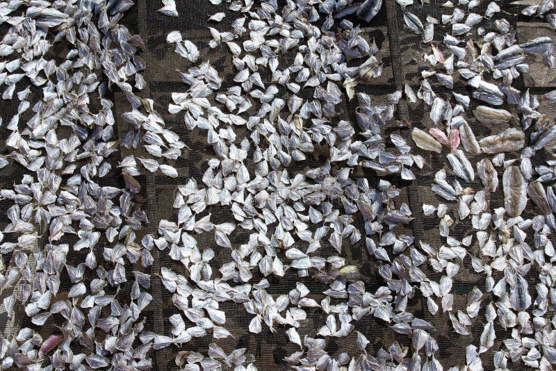 Dry fish stock photo. Image of food, animal, gravel, planty - 49486402