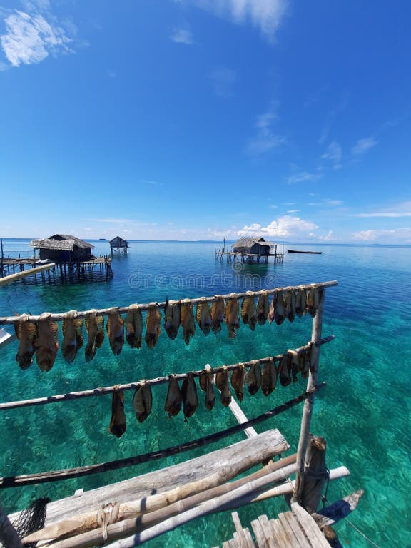 Dry fish in the reef stock photo. Image of reef, water - 264992024