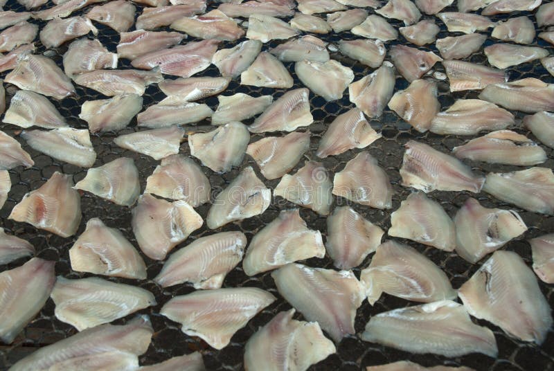Dry fish texture . stock photo. Image of desiccation - 21600346