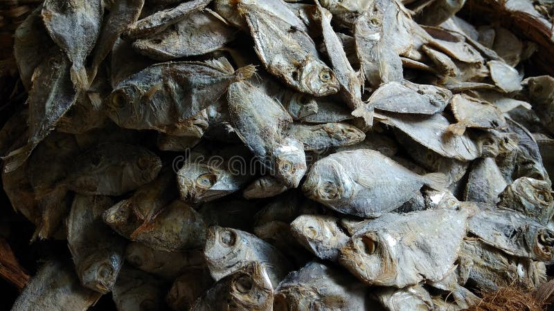 Dry Fish stock image. Image of fish, seafood, stockfish - 92527865
