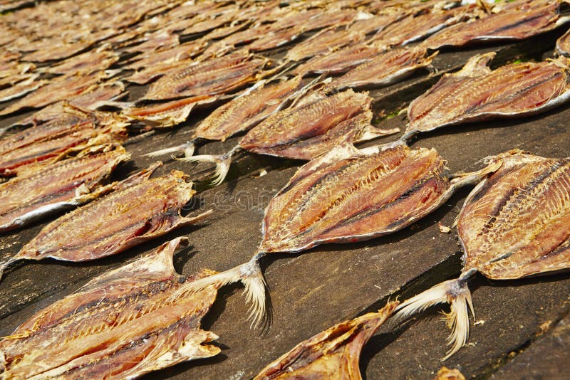 Dry fish stock photo. Image of sunlight, brown, lanka - 42695258