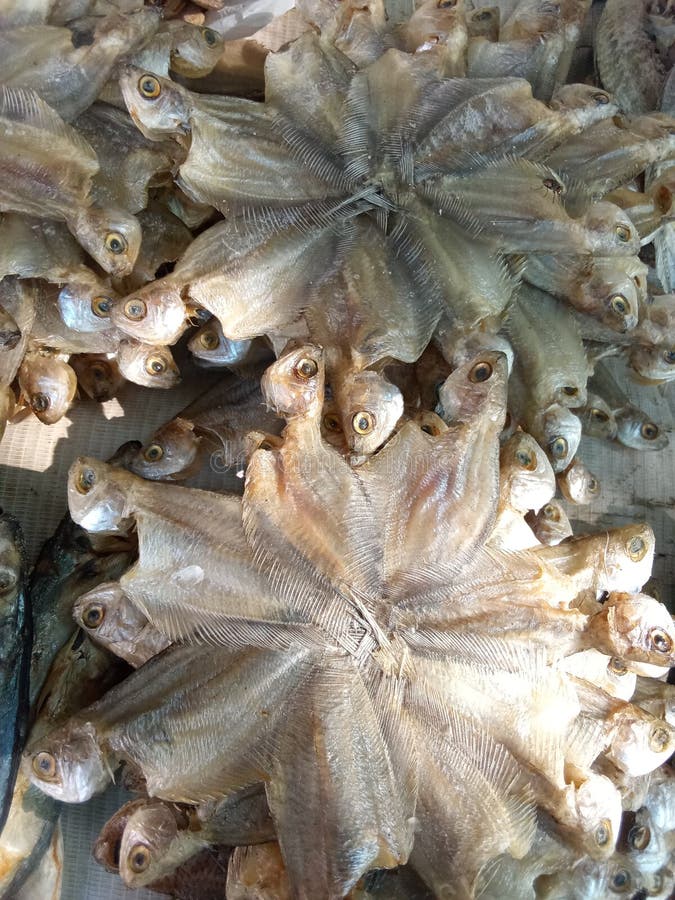 Dry Fishes with Form Like a Fan Stock Photo - Image of river, animal ...