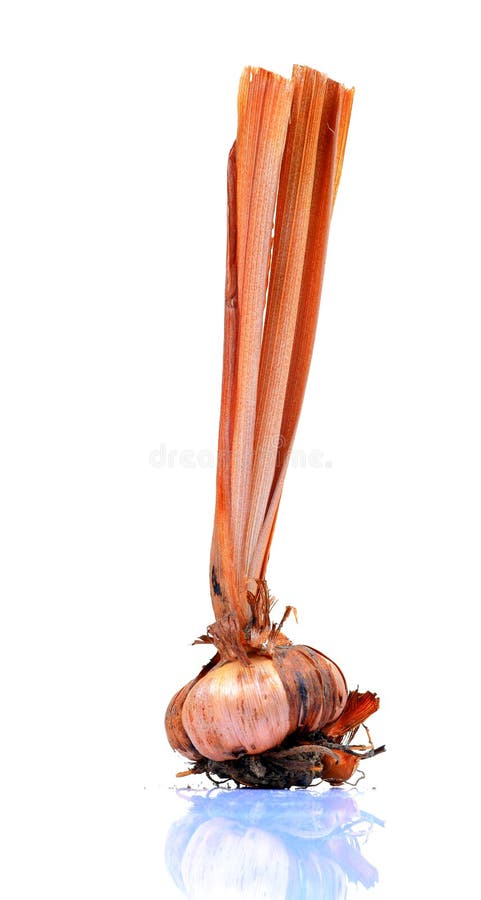 Dry flower bulb stock photo. Image of concept, studio - 16843362