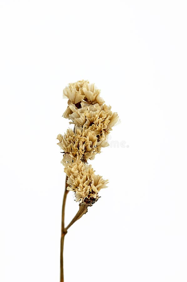 Dry flower isolated stock image. Image of nature, seasonal - 31421423